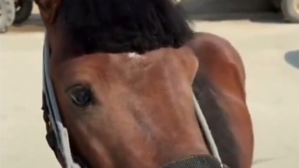 Viral: Querían cambiarle el look a un caballo, le cortaron el flequillo ...